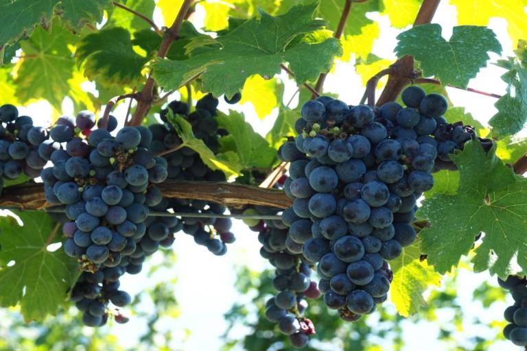 Uva da tavola: le varietà più conosciute e le loro caratteristiche