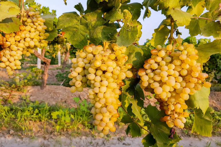 Uva da tavola: le varietà più conosciute e le loro caratteristiche