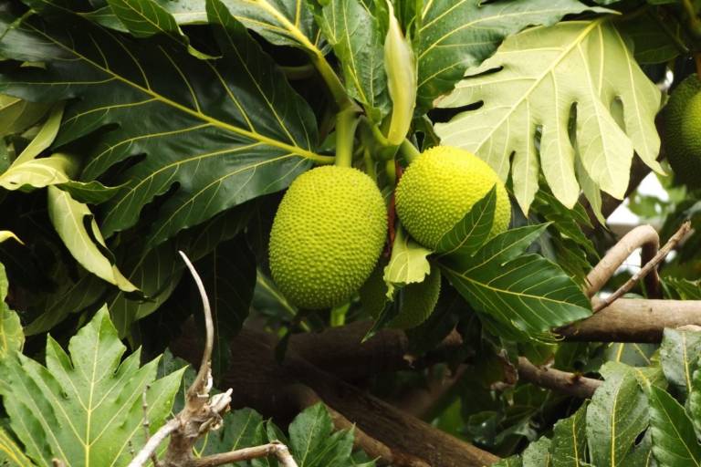Albero del pane: la pianta tropicale che potrebbe salvare il pianeta