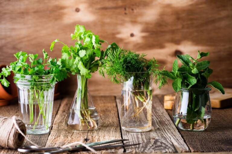 Come abbinare le erbe aromatiche: gli aromi che non mancano in cucina