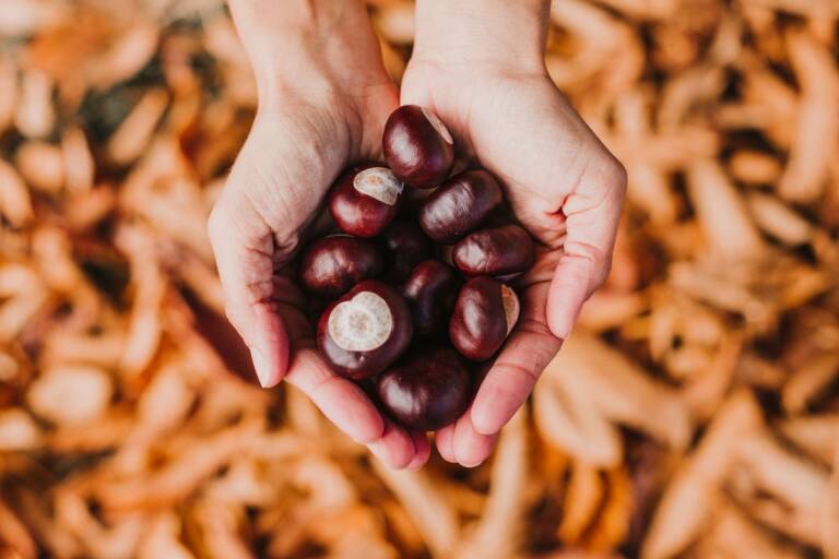 Castagne e marroni: quali sono le differenze tra questi due frutti?