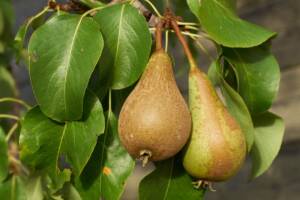 Tipi di pere: le principali varietà da tutto il mondo