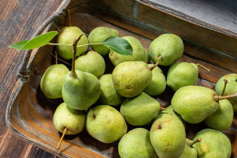 Tipi di pere: le principali varietà da tutto il mondo